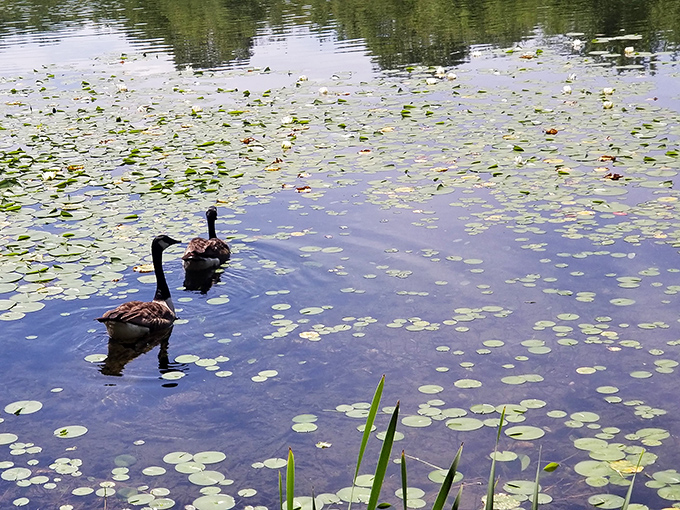 Two geese navigate their lily pad universe with elegant nonchalance. They're either on a romantic date or plotting world domination—possibly both.