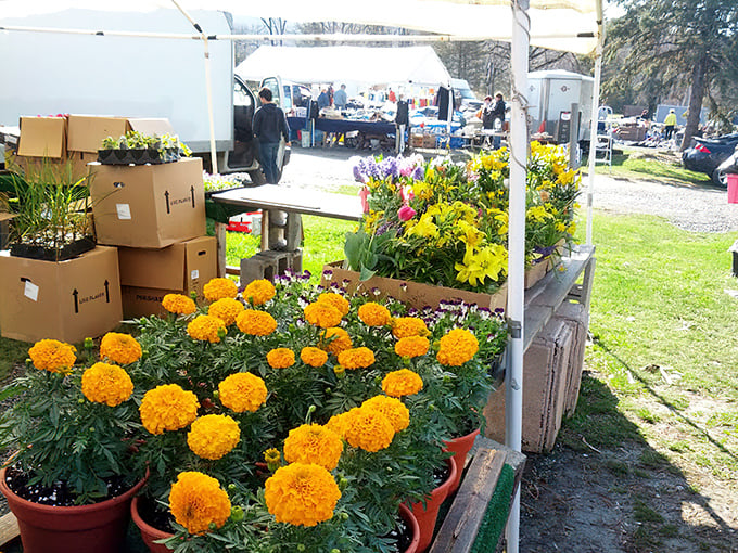 Spring arrives by the potful. These vibrant marigolds and seasonal blooms offer instant garden gratification for green thumbs and plant killers alike.