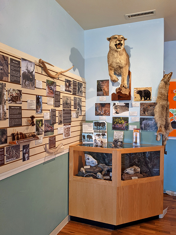 Educational displays bring mountain wildlife up close without the hiking boots – perfect for armchair nature enthusiasts everywhere. 