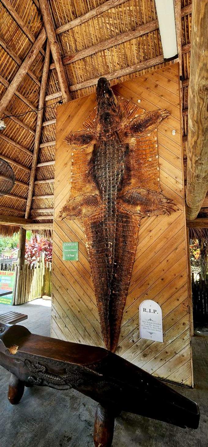 Grandaddy of them all! This preserved specimen shows the impressive scale of these ancient predators. Eleven feet of pure Florida heritage.