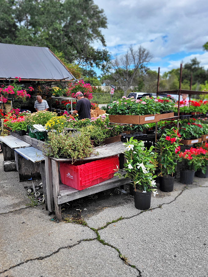 Florida gardening in full bloom—where plants thrive year-round and northerners come to experience actual growing seasons.
