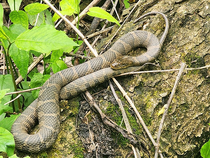 Local residents come in all shapes and sizes! This northern water snake reminds us we're visitors in their home—nature's version of "look but don't touch."