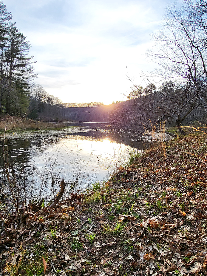 Sunset transforms an ordinary pond into a mirror of golden light. Nature's magic hour doesn't need Instagram filters.