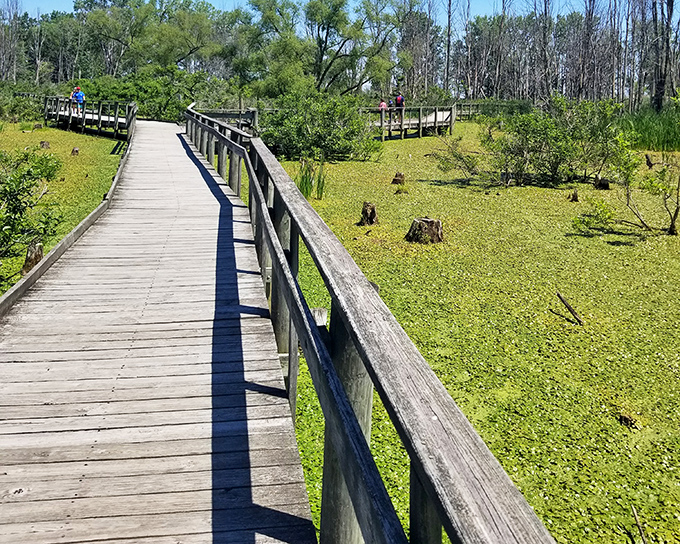 The boardwalk stretches across emerald wetlands, offering safe passage while nature does its thing. Alligator-free, we promise! 