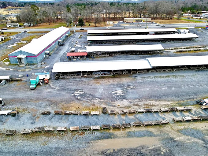 From above, Big D's empire of bargains reveals its true scale—a sprawling wonderland where Georgia's biggest little secret awaits discovery.