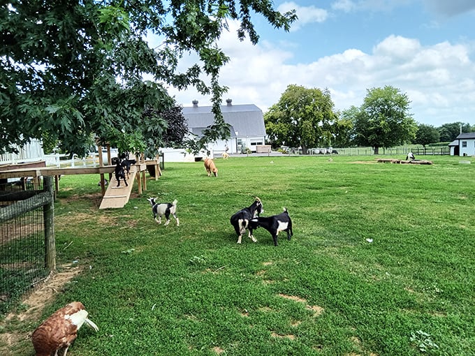 Beyond the store, goats and chickens remind you where real food begins. This isn't farm-to-table—it's farm-at-table, and the difference is delicious.