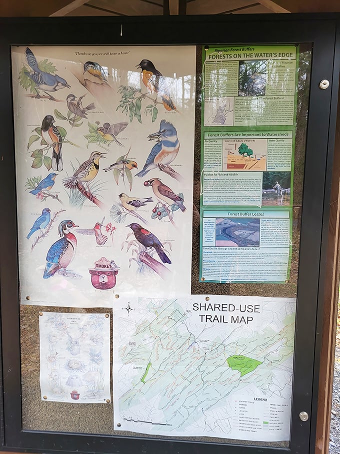 Trail maps and wildlife guides that make you feel like a nature detective on assignment.