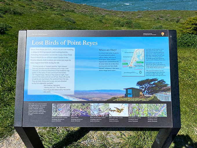 Educational signage reveals the peninsula's rich biodiversity. At Point Reyes, even the birds have fascinating stories to tell.