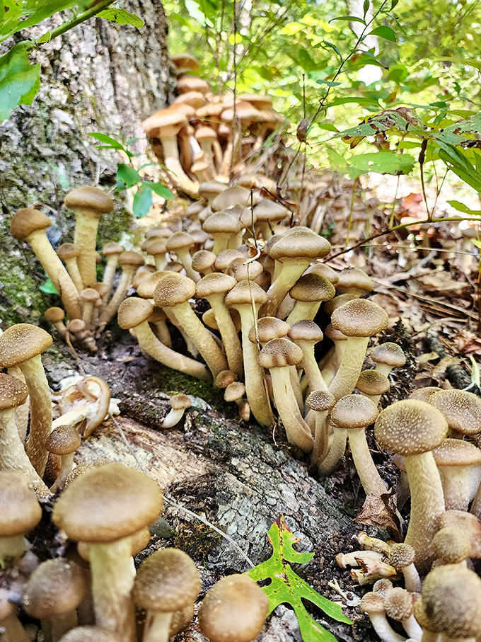 Nature's buffet sprouting from the forest floor. These mushrooms are for admiring, not dining – some of the Ozarks' most photogenic fungi.