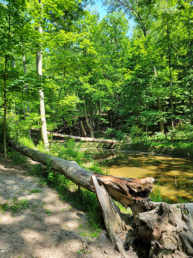 Where fallen trees become nature's benches and shallow streams invite contemplation—this is Ohio's version of forest bathing.