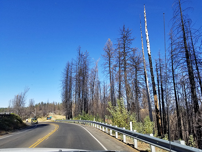 Roads to recovery wind through fire-touched forests. New growth emerges among blackened trunks—nature's lesson in persistence we can all learn from.