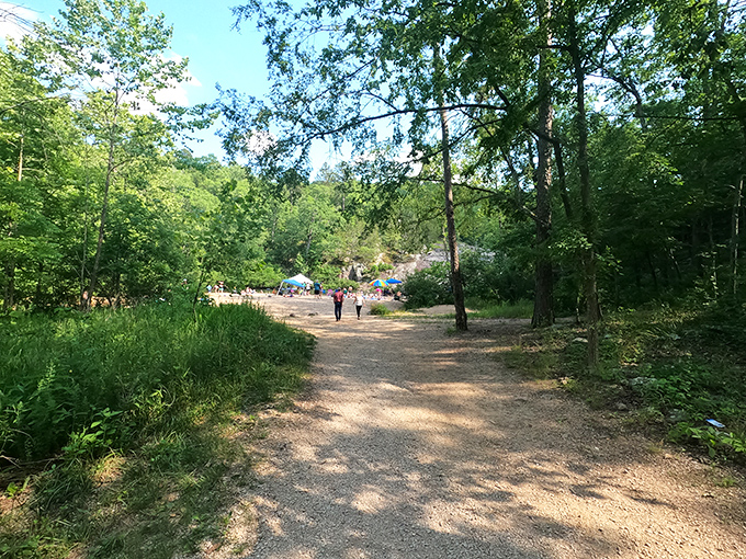 The path beckons with dappled sunlight and promise. Every great adventure begins with a simple dirt trail.