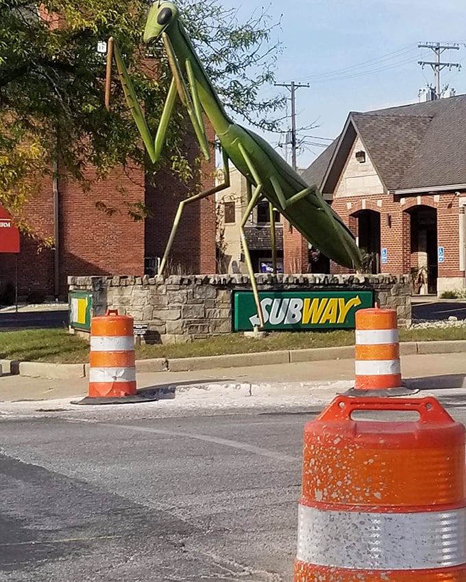 Even construction can't diminish KokoMantis's charm—those orange barrels look like they're being herded by Kokomo's favorite green guardian.