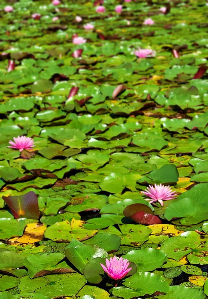 Water lilies create a Monet painting in real life. Pink blooms floating on green platforms – nature's own art installation.