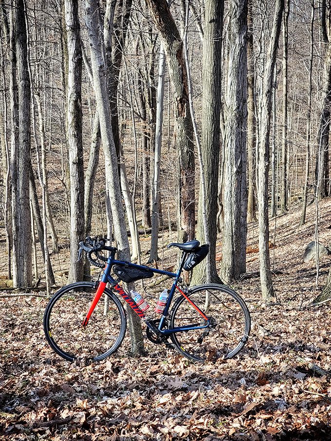 A bike resting among bare trees – proof that sometimes the journey deserves a pause just as much as the destination.