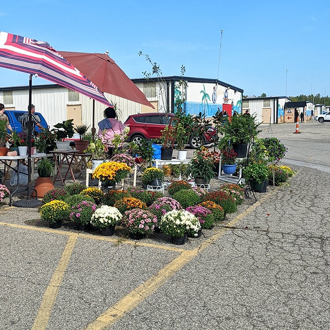A garden center blooms in the most unexpected place—vibrant mums and potted plants creating an oasis of color in the asphalt desert.