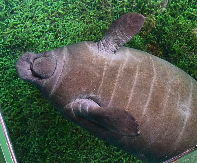 Manatees – nature's submarine teddy bears – glide through the springs with a grace that belies their size and an expression that says "life is good."