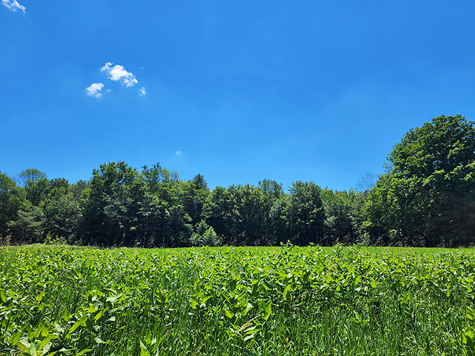 Open fields that stretch toward endless sky. This meadow offers the kind of expansive freedom that makes you want to channel your inner Julie Andrews.