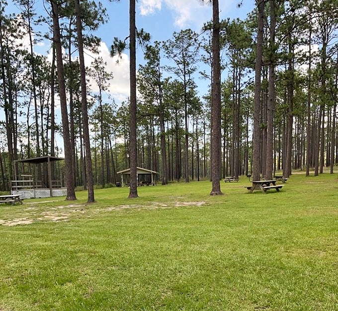 Picnic tables scattered among longleaf pines—the perfect spot to refuel after hiking, with no reservations required and five-star views included.