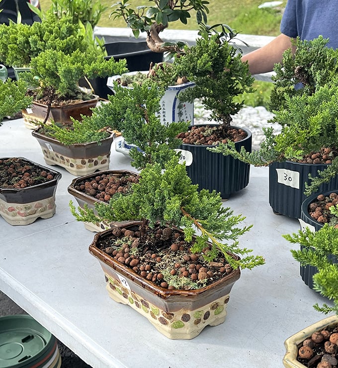 Miniature trees with maximum charm. These bonsai have more patience than the shoppers haggling over them—they've been practicing the art of waiting.