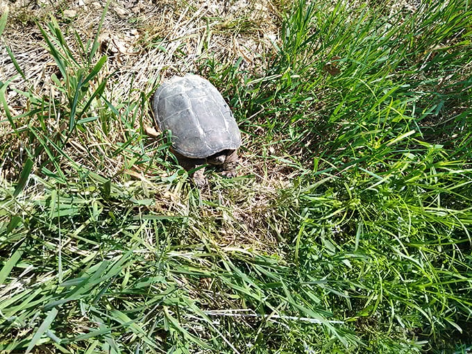 The original slow traveler of Sangchris Park. This turtle isn't on vacation—he's teaching a masterclass in taking life at exactly the right pace.
