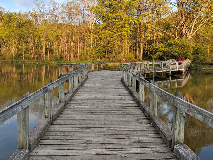 The kind of path that makes you speak in whispers. This wooden boardwalk seems suspended between two worlds—solid ground and reflective water.