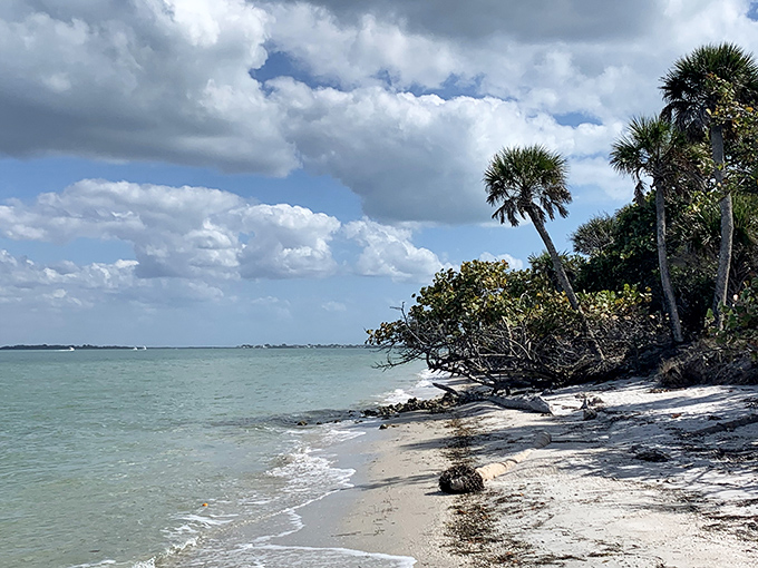 Nature's perfect canvas – where palm trees lean toward turquoise waters as if admiring their own reflection.