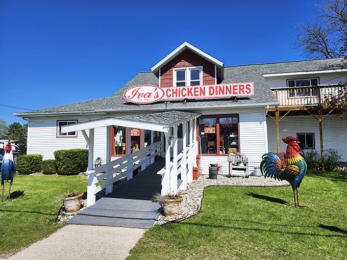 That colorful rooster statue isn't just decoration – it's practically rolling out the red carpet for chicken lovers everywhere.