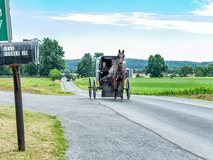A horse and buggy travels down Levi Fisher Road, where time seems to move at the perfect pace for enjoying the view.