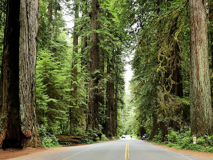 Nature's colonnade creates the world's most impressive driveway. Forget red carpets—this emerald corridor is Hollywood's best-kept secret.