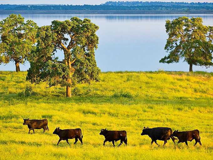 Nature's screensaver comes to life as cattle parade across golden fields with Lake Camanche shimmering in the background—rural California showing off without even trying.