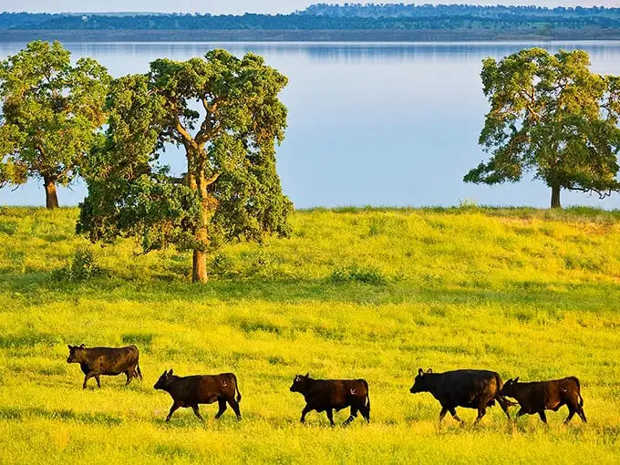 Nature's screensaver comes to life as cattle parade across golden fields with Lake Camanche shimmering in the background—rural California showing off without even trying.