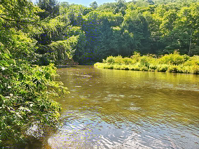 The East Branch of the Clarion River doesn't just flow – it glows with that amber hue that makes photographers weak at the knees.