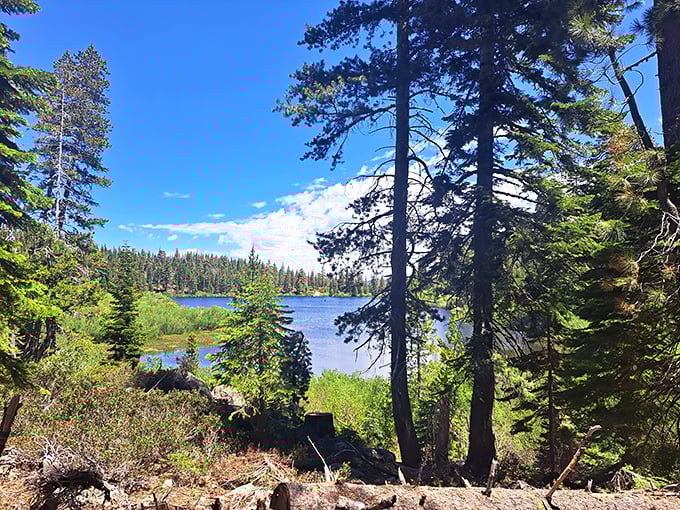 Where trees stand guard like ancient sentinels. The crystalline waters reflect the sky so perfectly, you'll wonder which way is up.