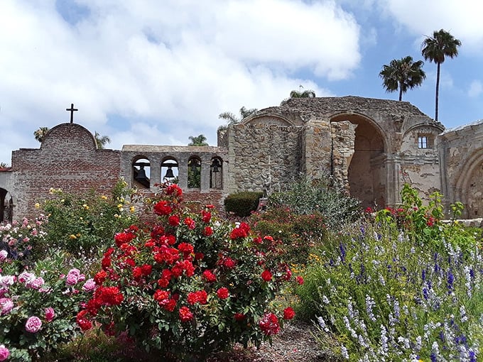 Nature reclaims what earthquakes took, with vibrant roses standing guard over the Great Stone Church ruins like colorful sentinels of history.