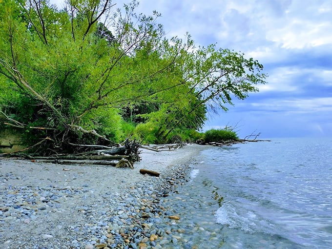 Nature's artistic side on display where pebbles, driftwood, and gentle waves create a shoreline straight out of a meditation app.