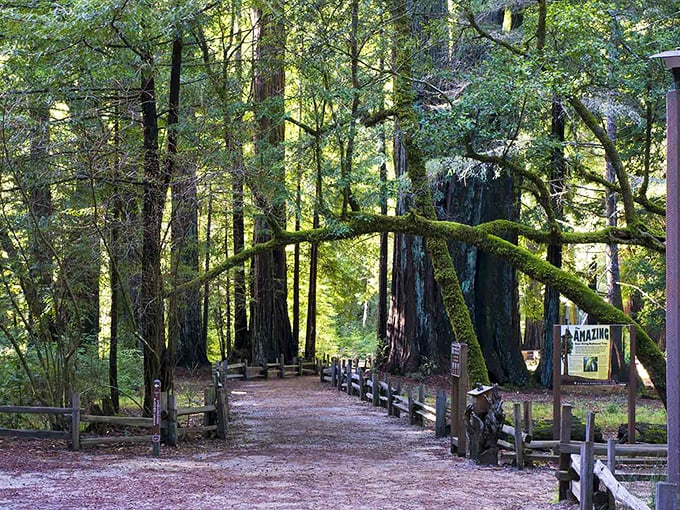 The winding path beckons visitors deeper into the grove, where sunlight filters through the canopy like nature's own stained glass windows.