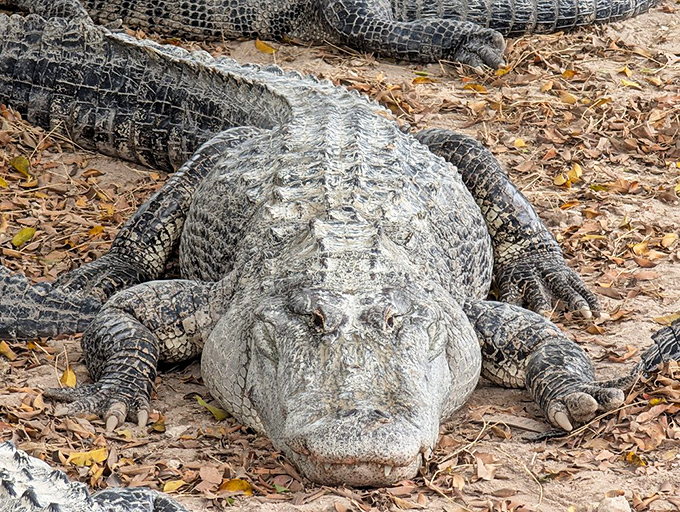 Meet your prehistoric host, sporting an expression perfected over 200 million years. That's not a smile—it's evolution's most efficient food trap.