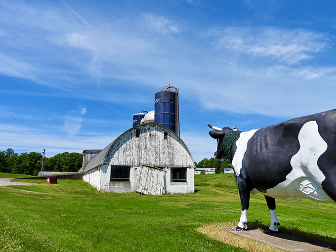 Rural Americana at its finest—the classic white barn provides the perfect backdrop for this oversized Holstein, like a Norman Rockwell painting gone wonderfully weird.