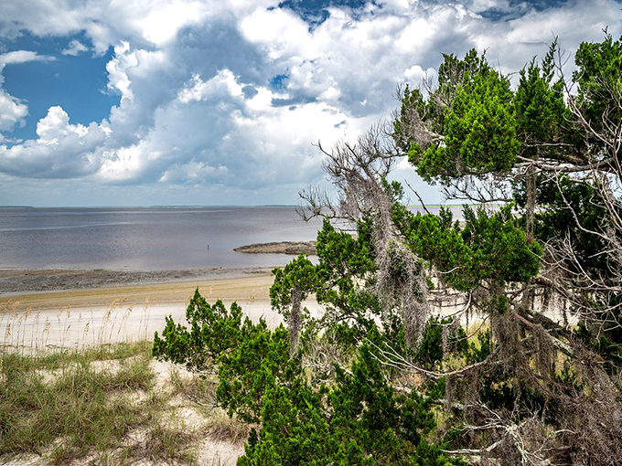 Spanish moss drapes like nature's tinsel over maritime forest meeting shoreline. This isn't just a beach—it's Georgia's coastal soul laid bare.
