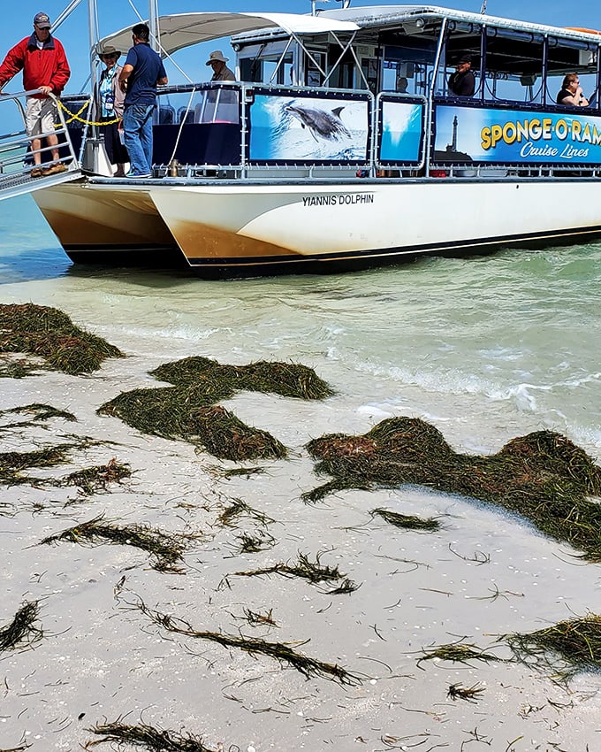 All aboard the Sponge-O-Rama! When your commute involves turquoise waters and dolphin sightings, Monday mornings suddenly become bearable.