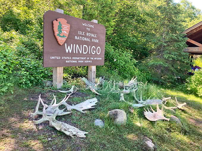 Moose antlers tell the story at Windigo's welcome sign. Mother Nature's version of a guest book, where every shed rack represents another wild island resident.
