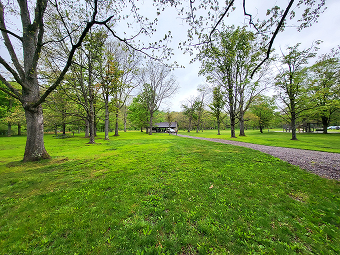Spring's electric green carpet unfurls beneath towering sentinels. This isn't just a park—it's nature's living room, and everyone's invited.