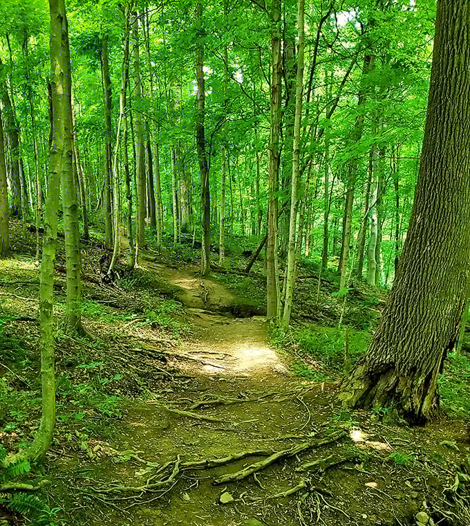 Following this dappled sunlit trail feels like walking through a scene from a Tolkien novel—minus the orcs, thankfully.