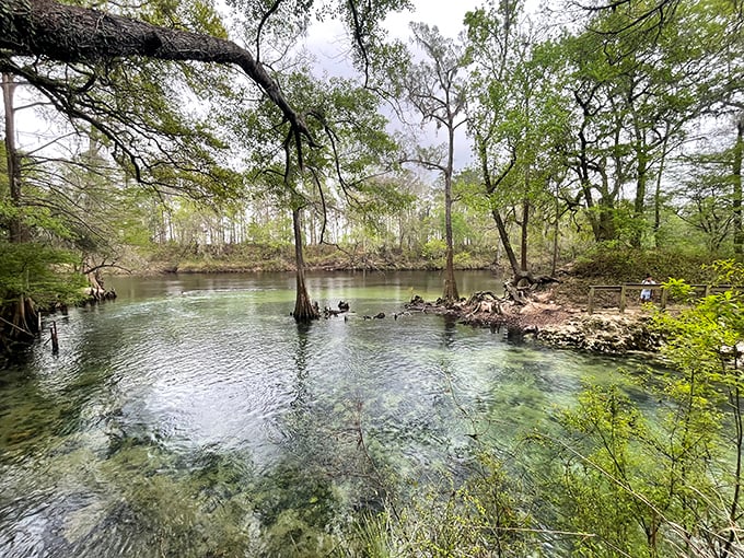 Madison Blue's crystal waters are Florida's version of time travel – prehistoric clear and impossibly blue all at once.