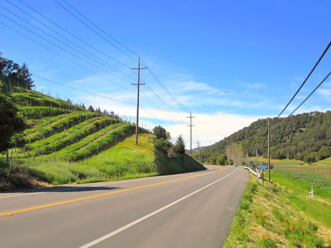 Wine country driving at its finest—rows of grapevines standing at attention like nature's most delicious military parade.