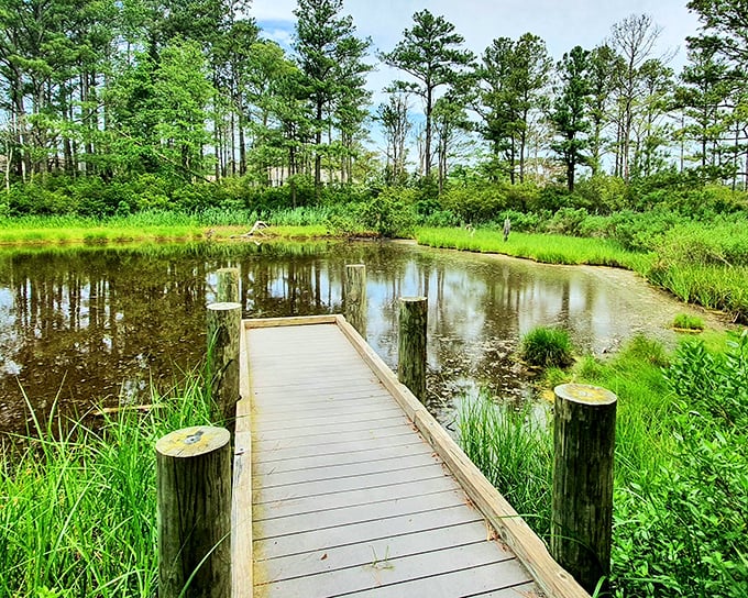 Nature doesn't just surround Bethany—it embraces it. This peaceful boardwalk extends into wetlands where time slows and herons have the right of way.