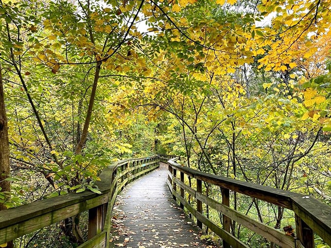 Fall transforms the boardwalk into nature's red carpet, proving that Ohio knows how to put on a seasonal show without the Hollywood budget.