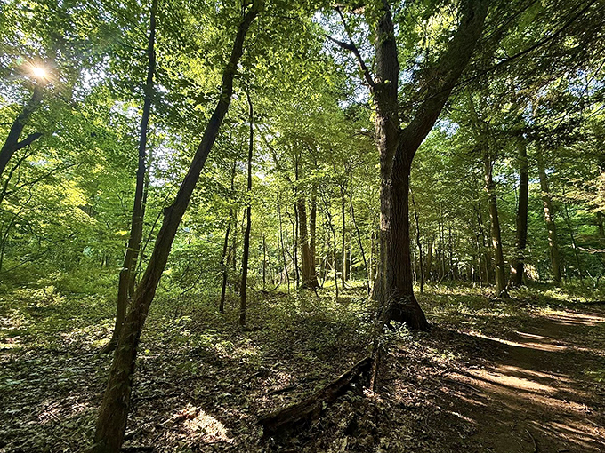 Sunlight filters through the canopy like nature's own stained glass windows. This cathedral of trees offers salvation for the screen-weary soul.