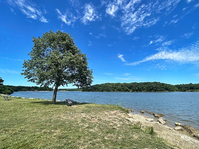That lone tree standing sentinel by the shore has witnessed more first kisses and family picnics than a lifetime of rom-coms.